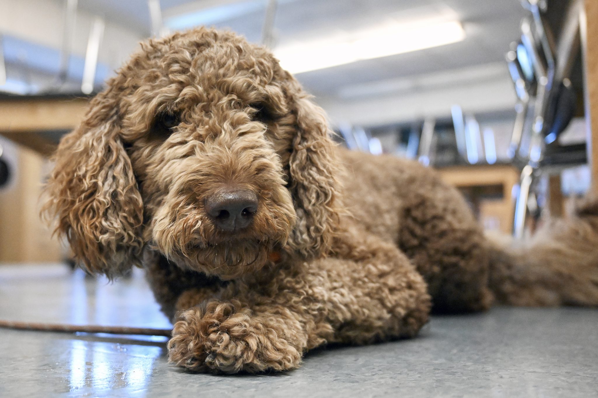 Therapy Dog Spotlight: Hunter - Mohonasen Central School District