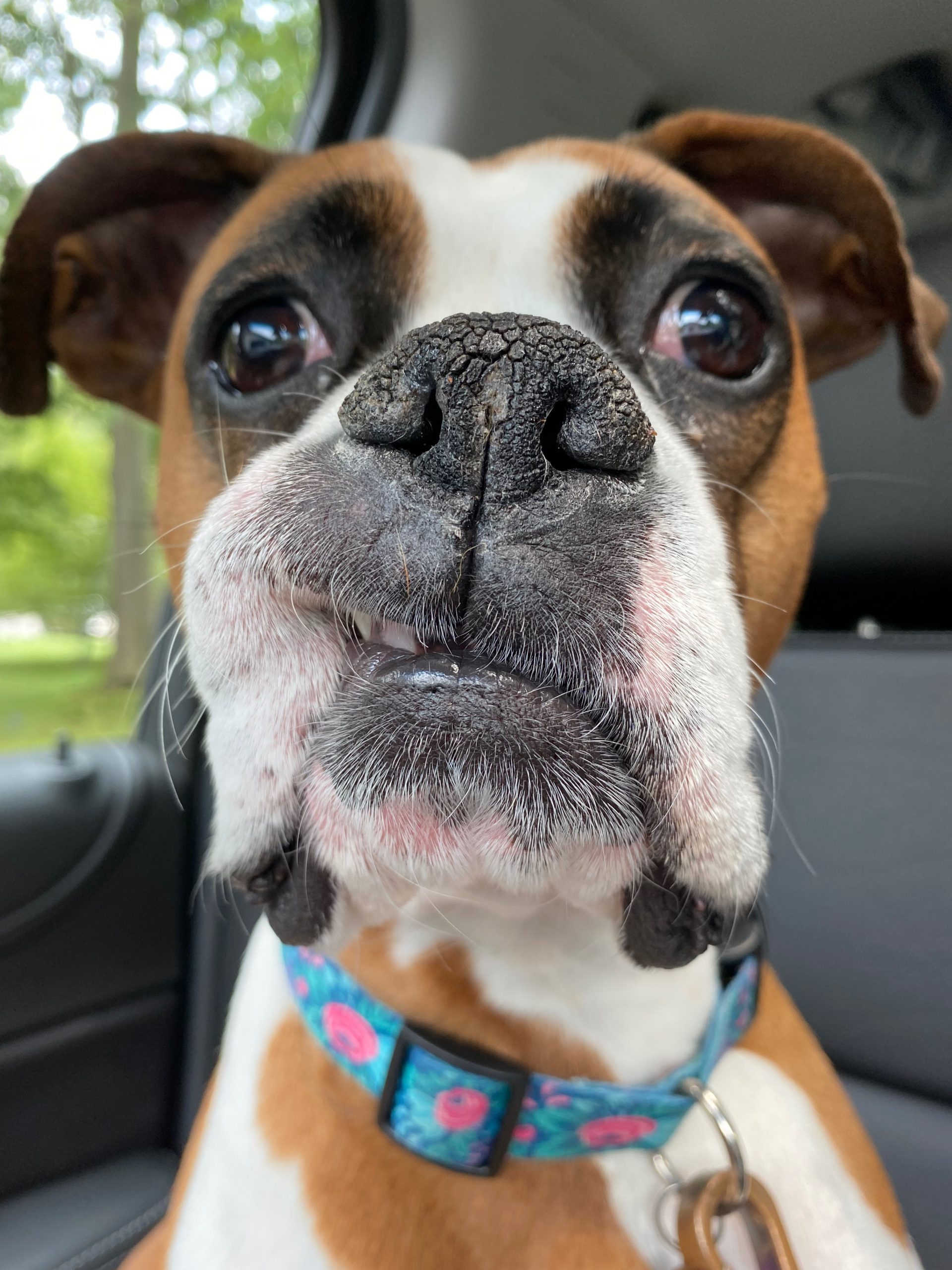 Therapy Dog Spotlight: Harper - Mohonasen Central School District